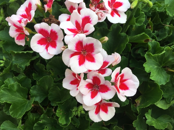 Herbs and Veggies In Bloom: Taking Time To Enjoy The Garden | Herb ...