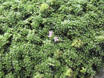 Groundcover Thyme Herbs That Withstand Foot Traffic | Herb Garden Gal